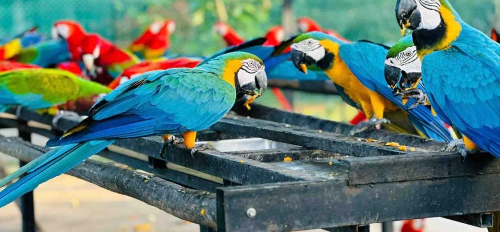 Exploring Hambantota Bird Park: A Avian Sanctuary in Sri Lanka’s ...